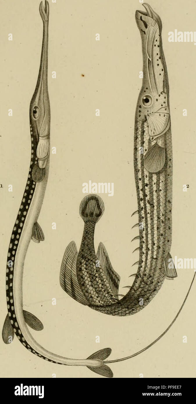 This dictionary covers the natural sciences, addressing the various ...
