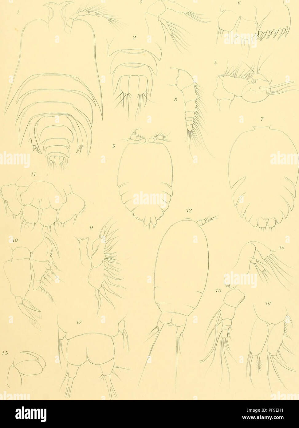 The image illustrates species discovered during the German South Polar ...