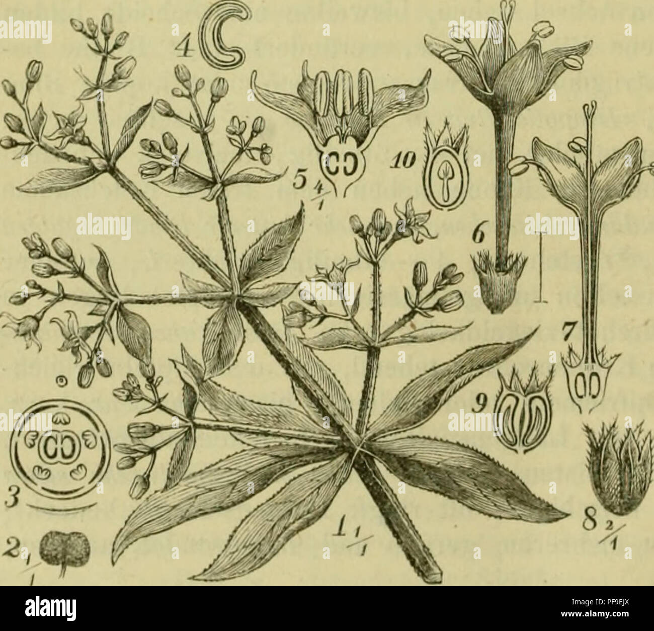 This textbook offers a systematic overview of medicinal plants used in ...