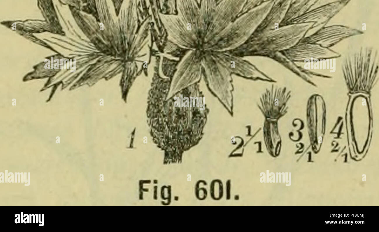 A detailed work on medicinal plants used in pharmaceutical botany ...