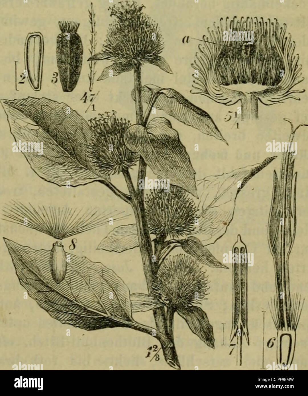 A systematic botanical reference for medicinal and pharmaceutical ...