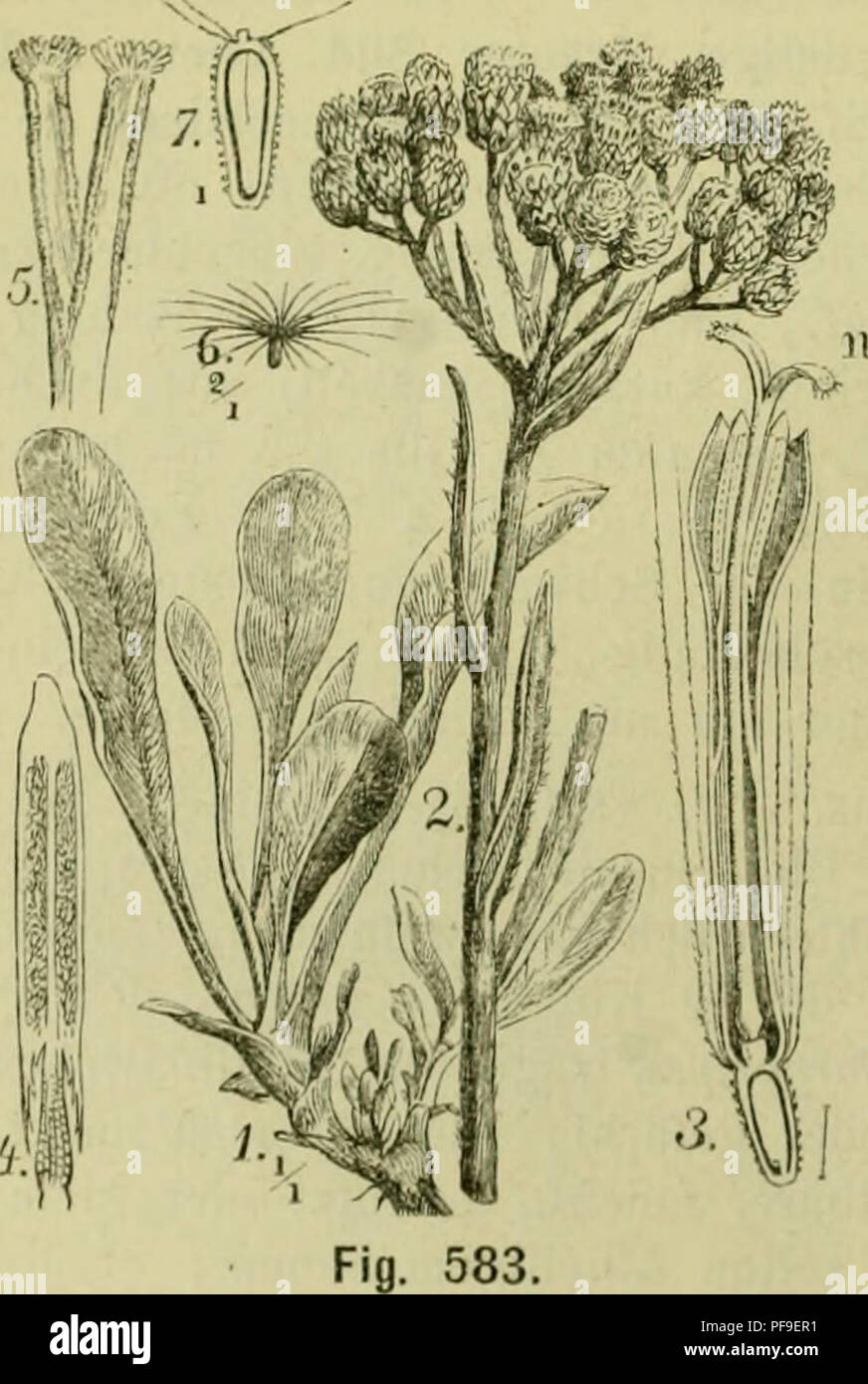 This guide to German flora focuses on medicinal plants, offering a ...