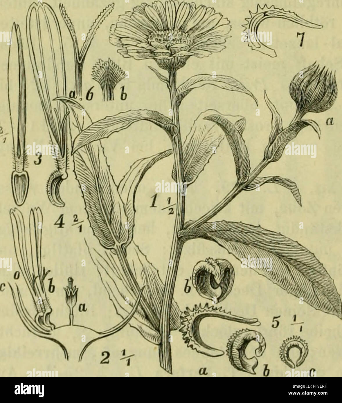 This work on pharmaceutical and medicinal botany provides a systematic ...