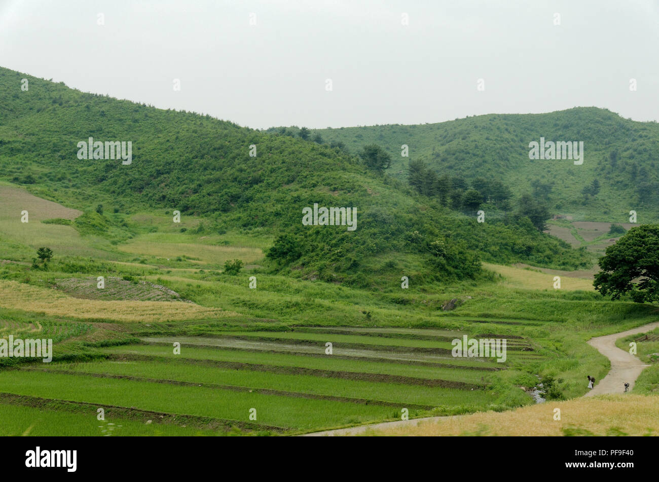 Rice Field Korean High Resolution Stock Photography and Images - Alamy