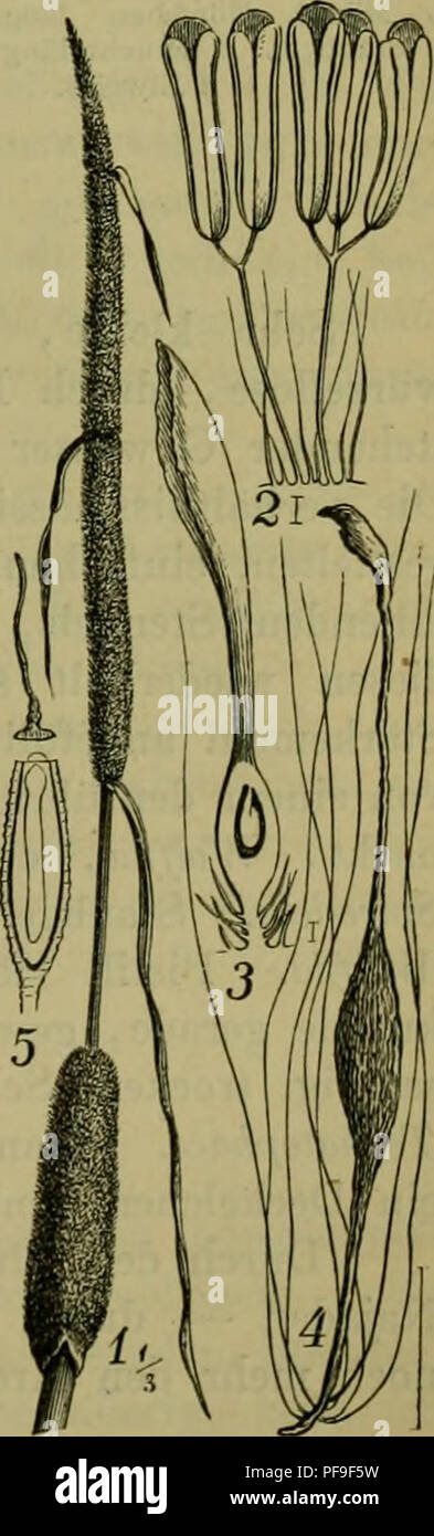 This work on pharmaceutical and medicinal botany provides a systematic ...