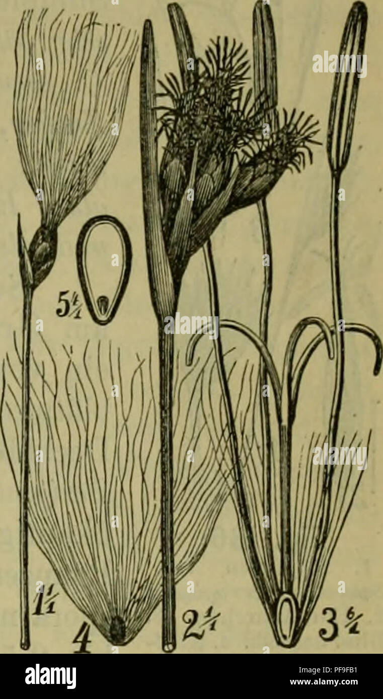 The German Flora provides a comprehensive guide to medicinal plants ...