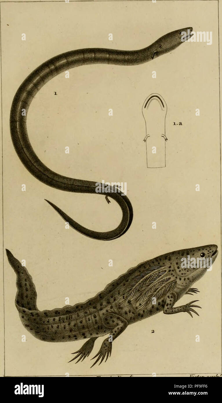 Amphiuma hi-res stock photography and images - Alamy