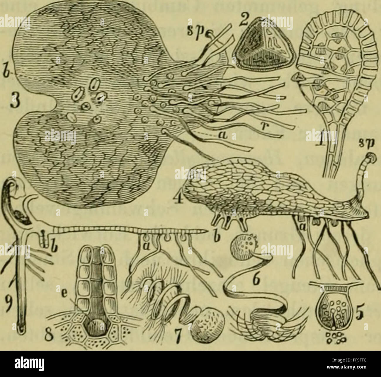 Thallophyten hi-res stock photography and images - Alamy