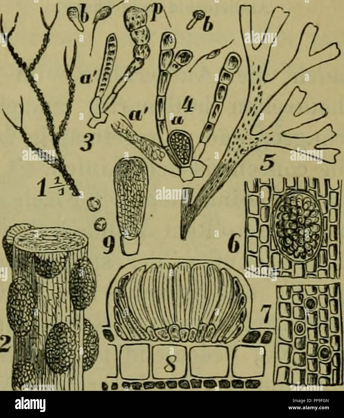 A detailed guide on pharmaceutical and medicinal plants in Germany ...