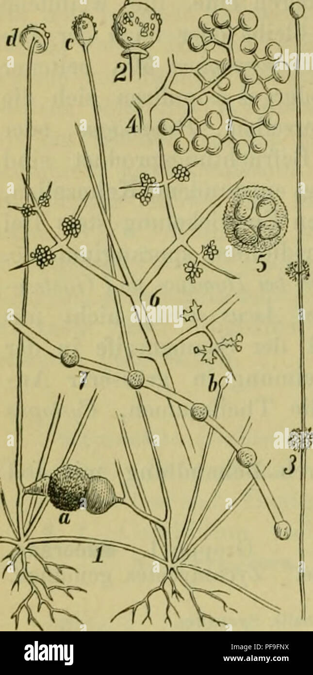 This work offers a systematic overview of medicinal botany, focusing on ...