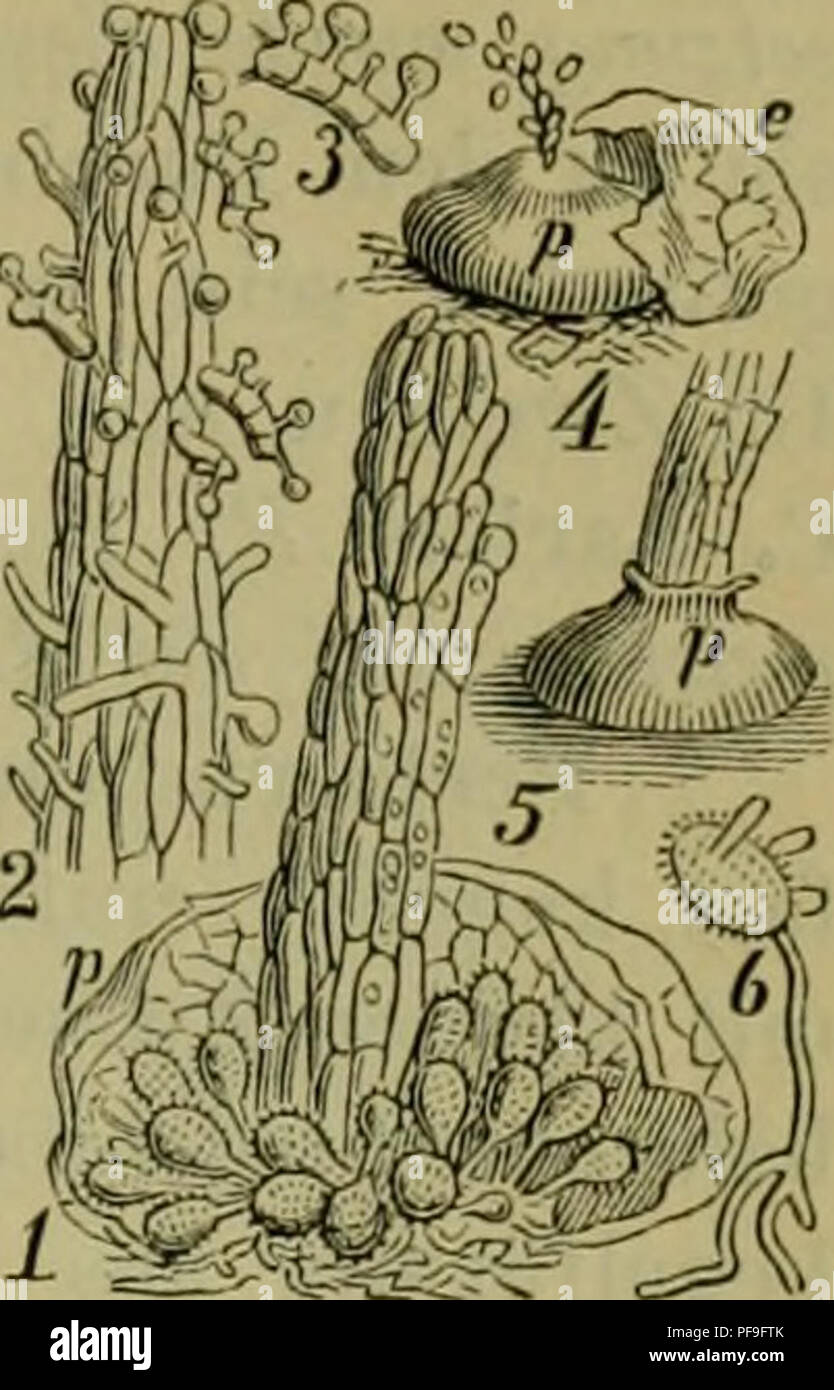 This pharmaceutical botany guide provides a detailed overview of plants ...
