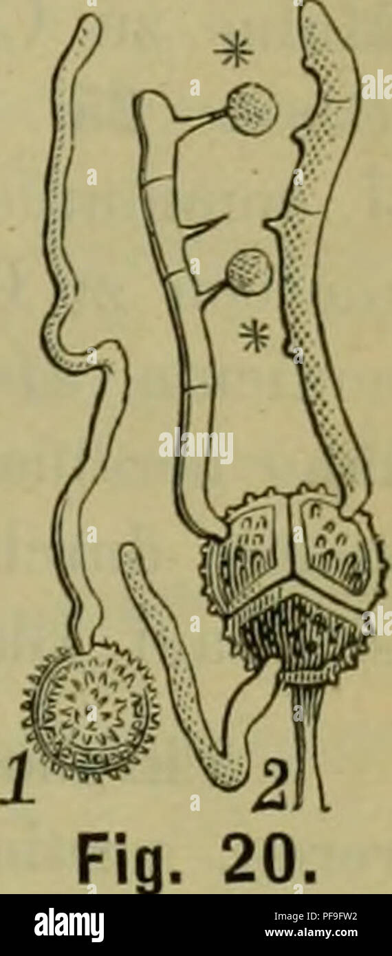 Pucciniaceae hi-res stock photography and images - Alamy