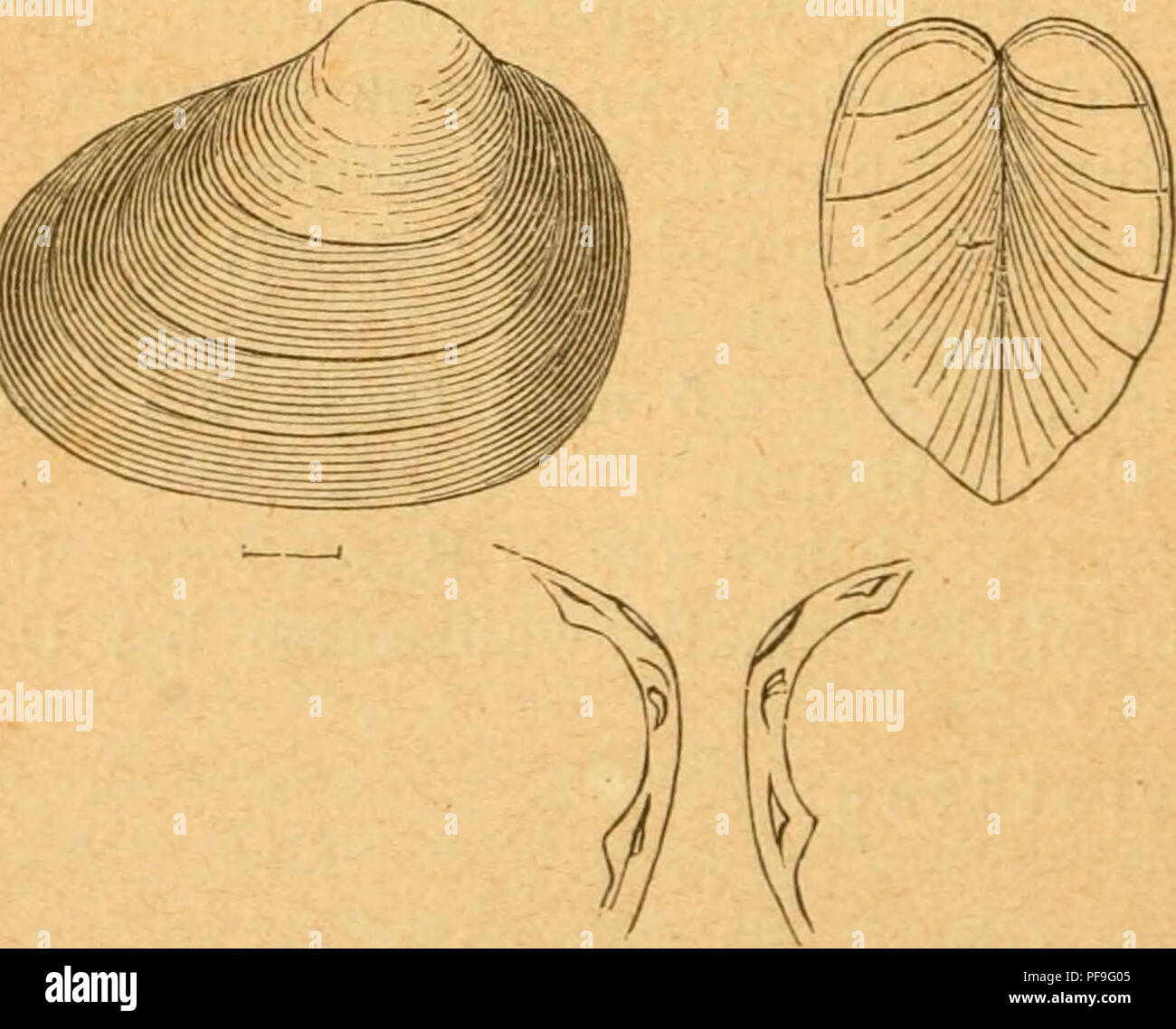 Pisidium casertanum hi-res stock photography and images - Alamy