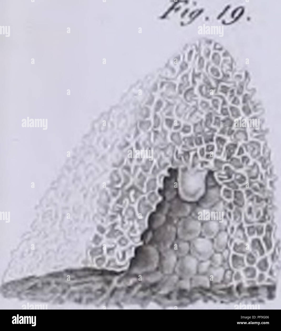 This is an early German archive focusing on physiology, documenting ...