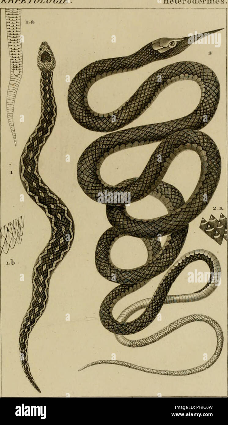 Scytale hi-res stock photography and images - Alamy