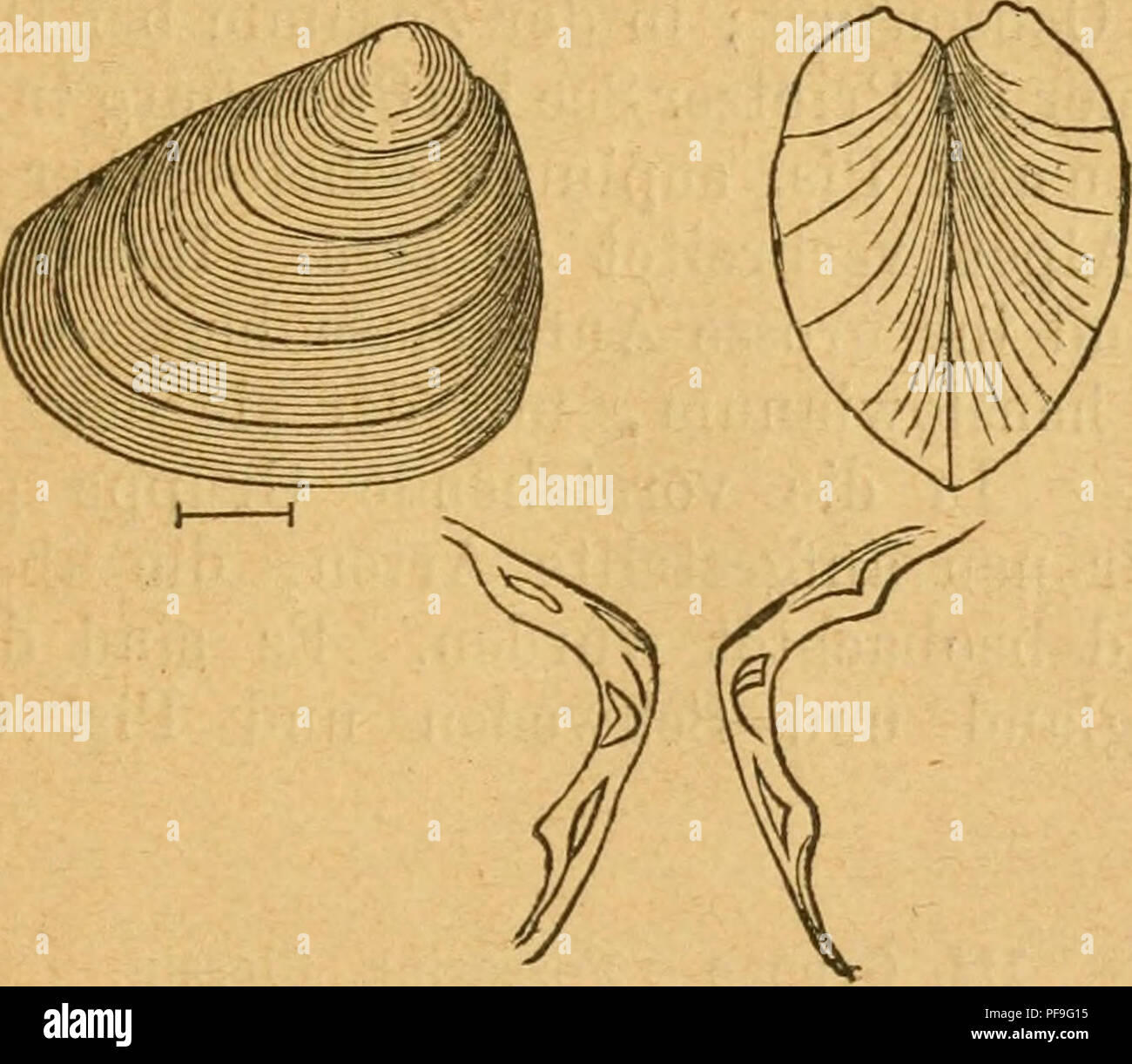 This German study on mollusks describes a specific species with ...