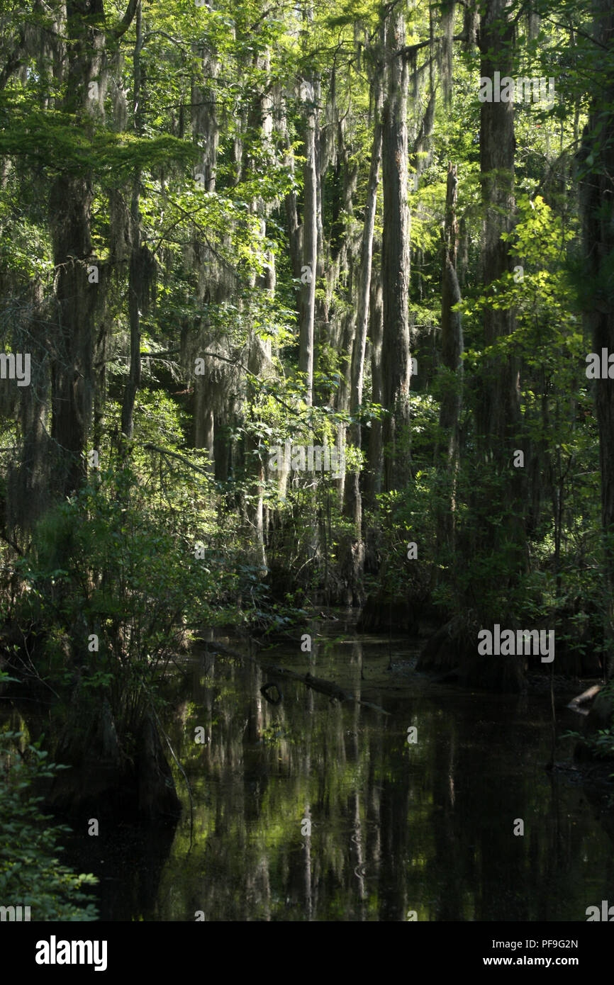 Swamp ecosystem hi-res stock photography and images - Alamy
