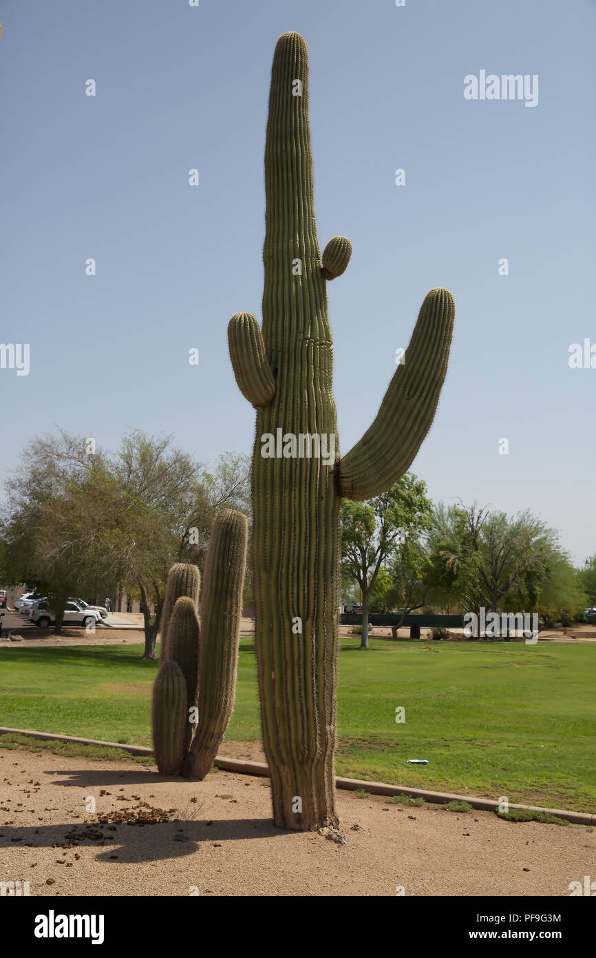 Cacti in Phoenix,Arizona,USA Stock Photo - Alamy
