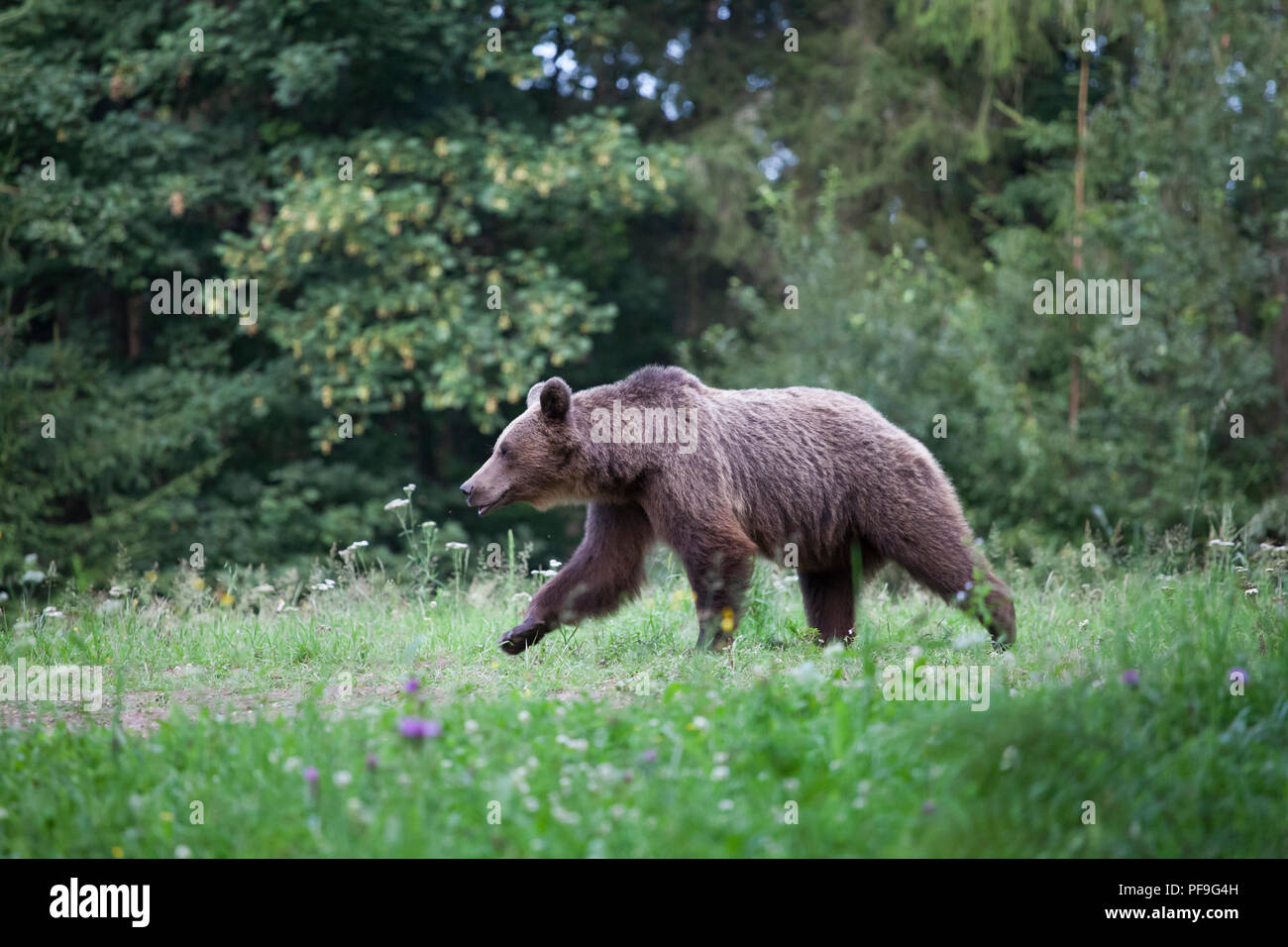 Transylvania brown bear hi-res stock photography and images - Alamy