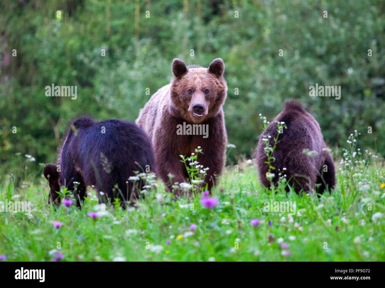Transylvania bear cubs hi-res stock photography and images - Alamy