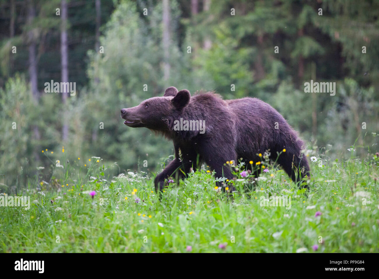 Carpathian brown bear hi-res stock photography and images - Alamy