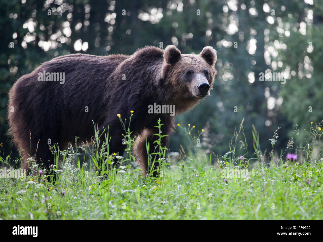 Transylvania brown bear hi-res stock photography and images - Alamy