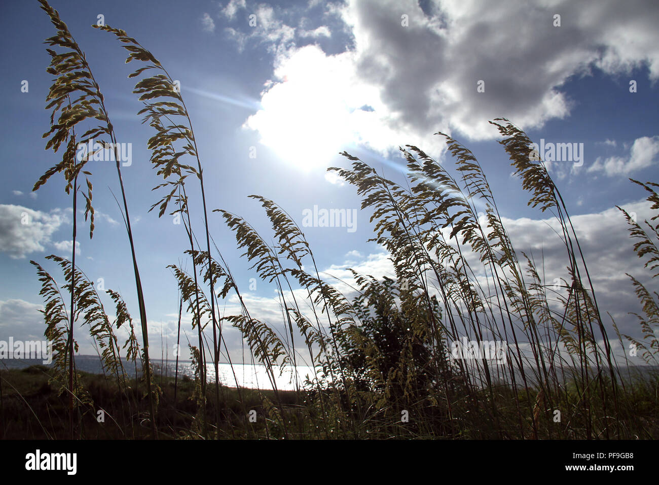 Tall grasses growing on dunes on the coast of the Atlantic Ocean ...
