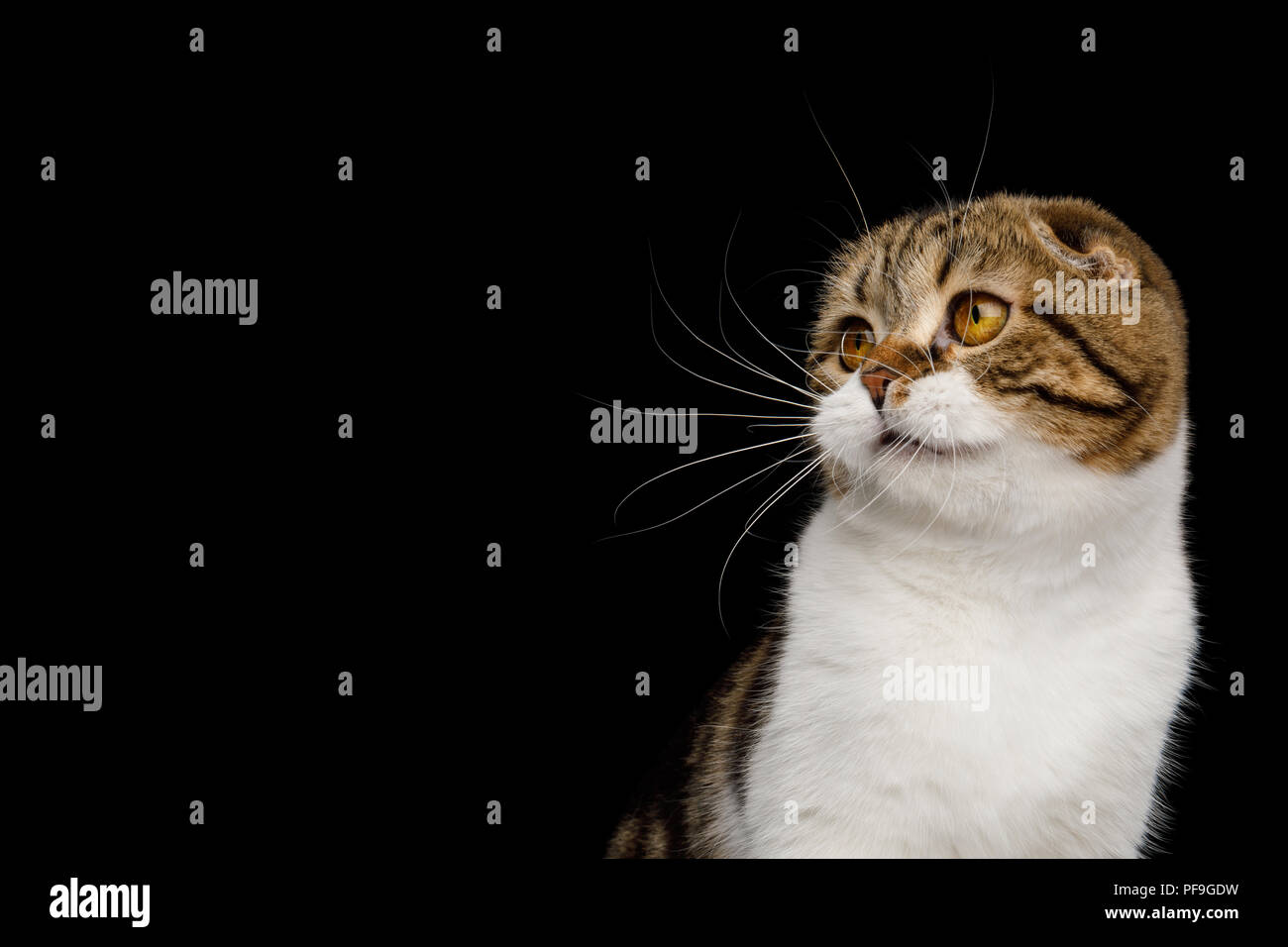 Purebred Cat Side Profile High Resolution Stock Photography and Images ...