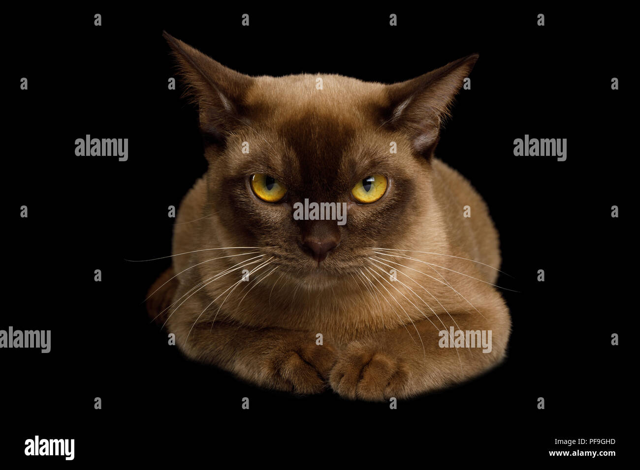 Angry Brown Burmese Cat Lying isolated on black background, front view ...