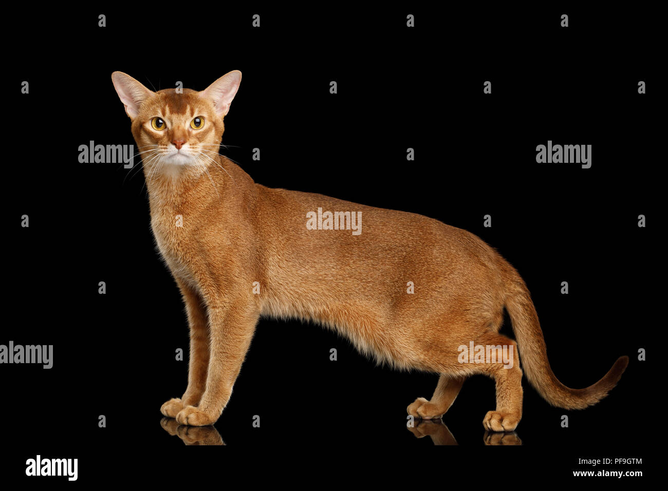 Black Abyssinian Cat