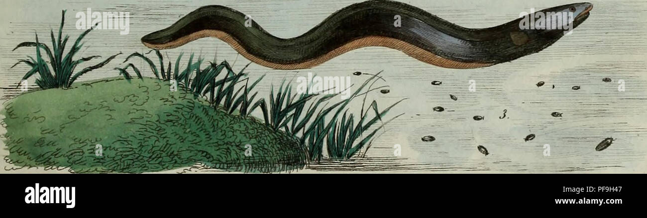 This illustrated dictionary provides an in-depth look at natural ...