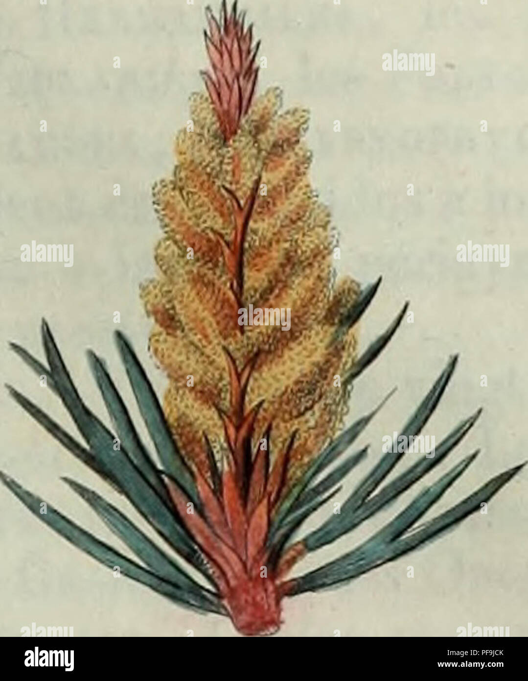 This natural history dictionary by Guérin-Méneville offers a ...