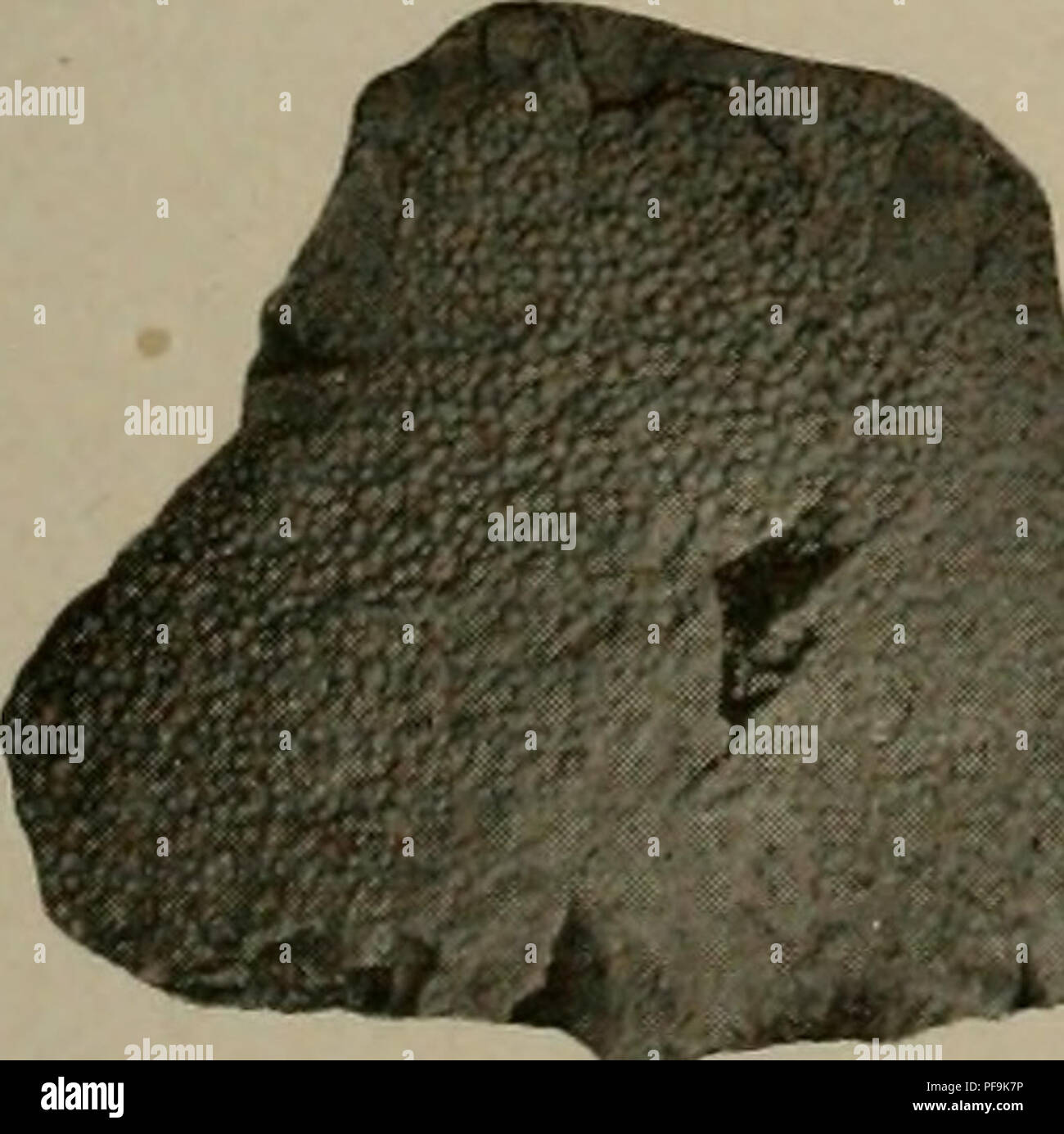 This geological study explores the Devonian period in Missouri ...