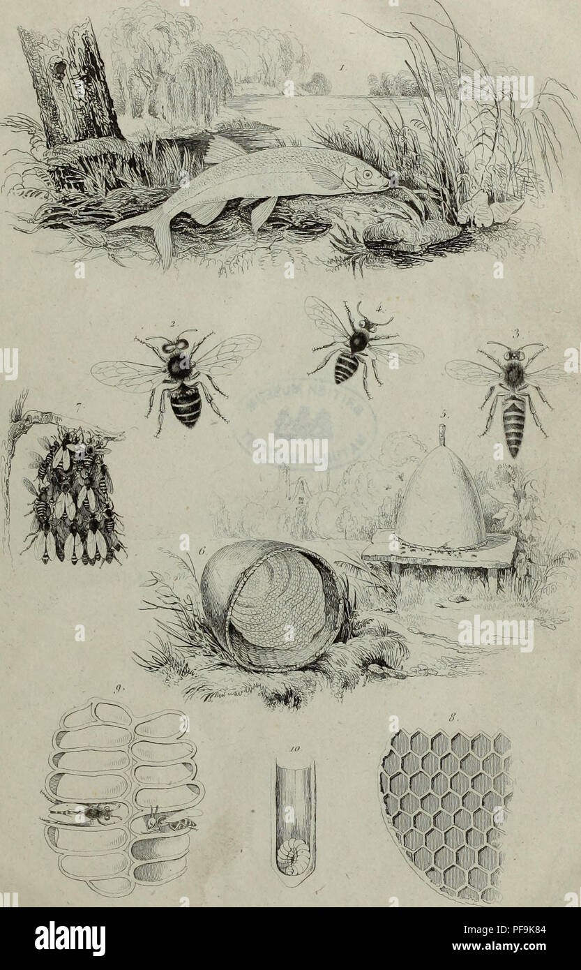 This dictionary offers detailed descriptions of natural phenomena and ...