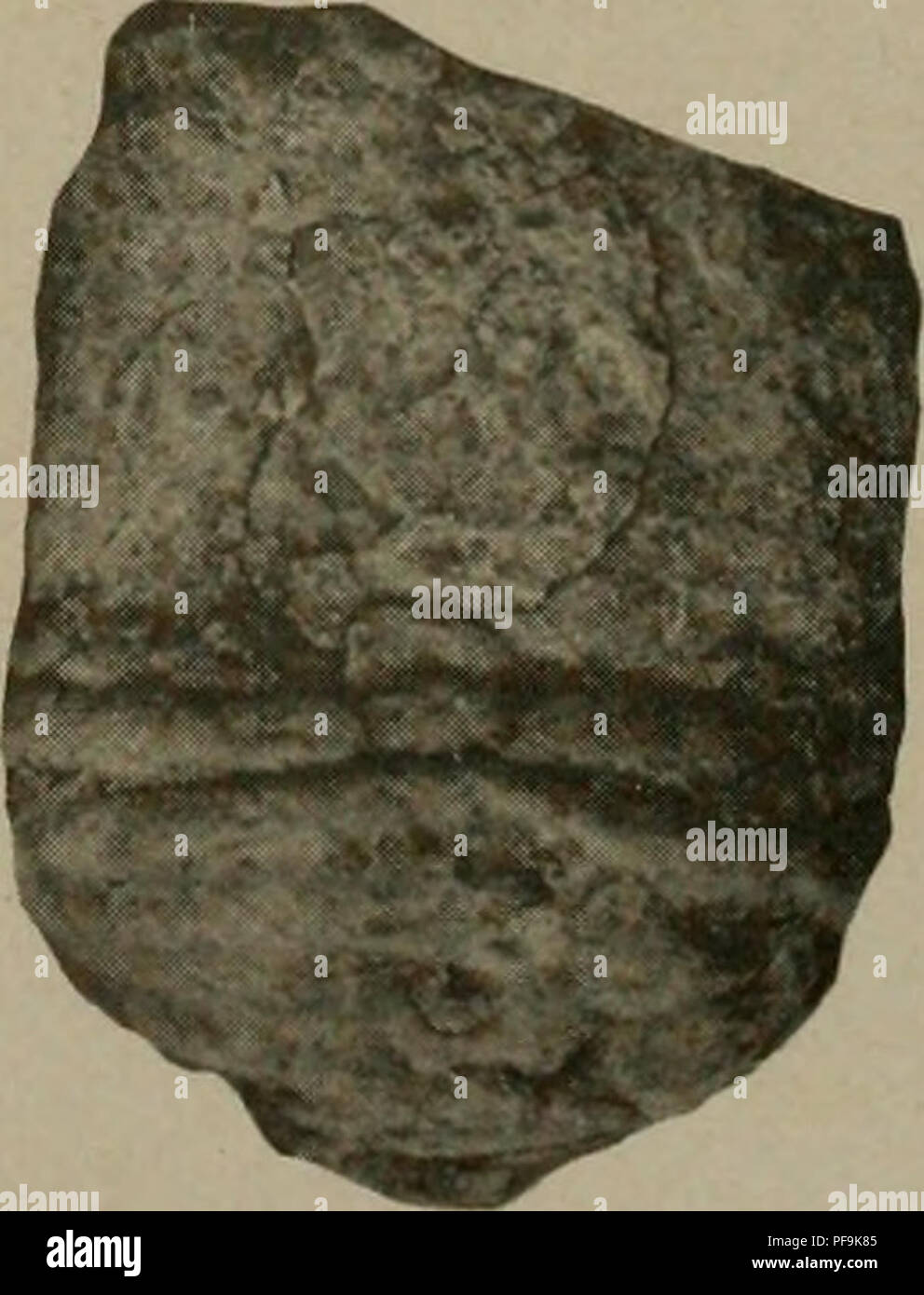 A detailed study of Missouri’s Devonian period, focusing on the geology ...