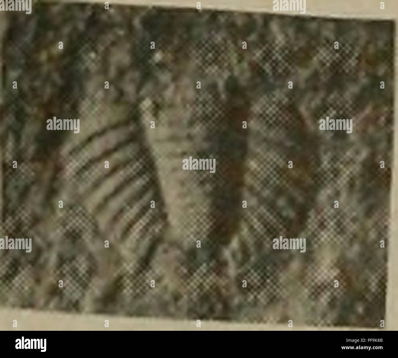 This geological study examines the Devonian period in Missouri ...