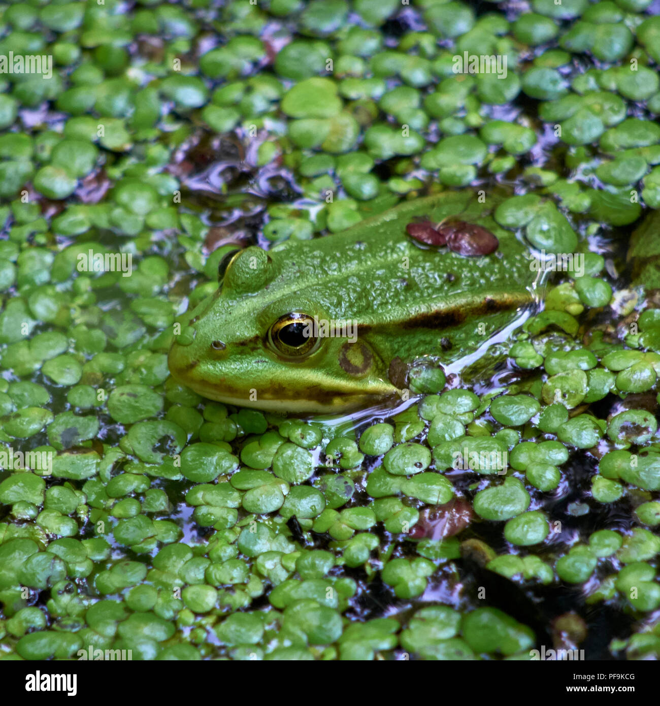 Frog hiding in the duckweed Stock Photo - Alamy