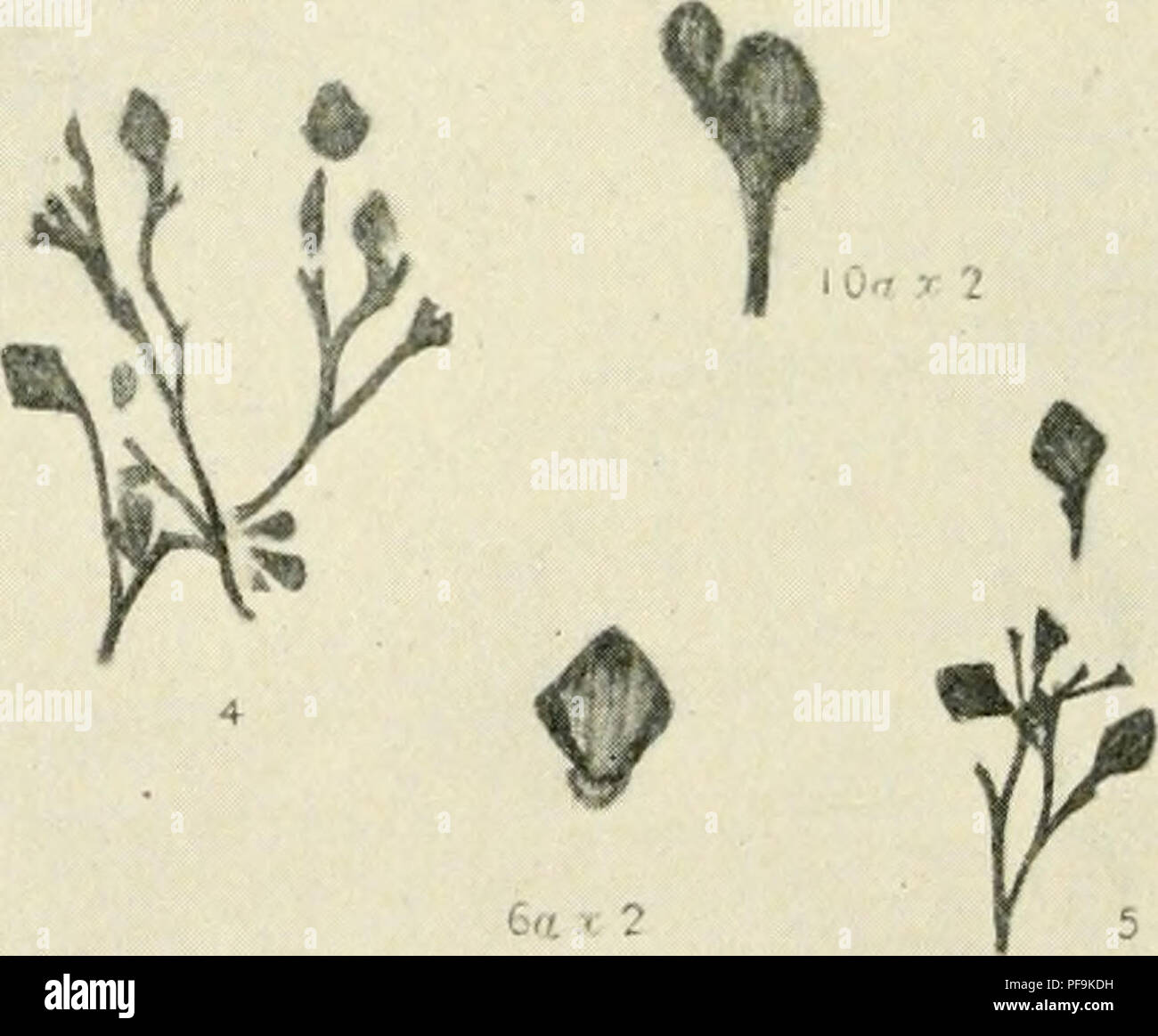 This paleobotanical study focuses on the origin and development of ...