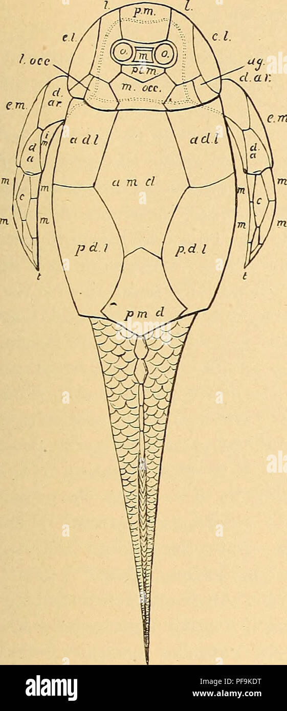 The image depicts fossilized Devonian fishes from Iowa, as illustrated ...