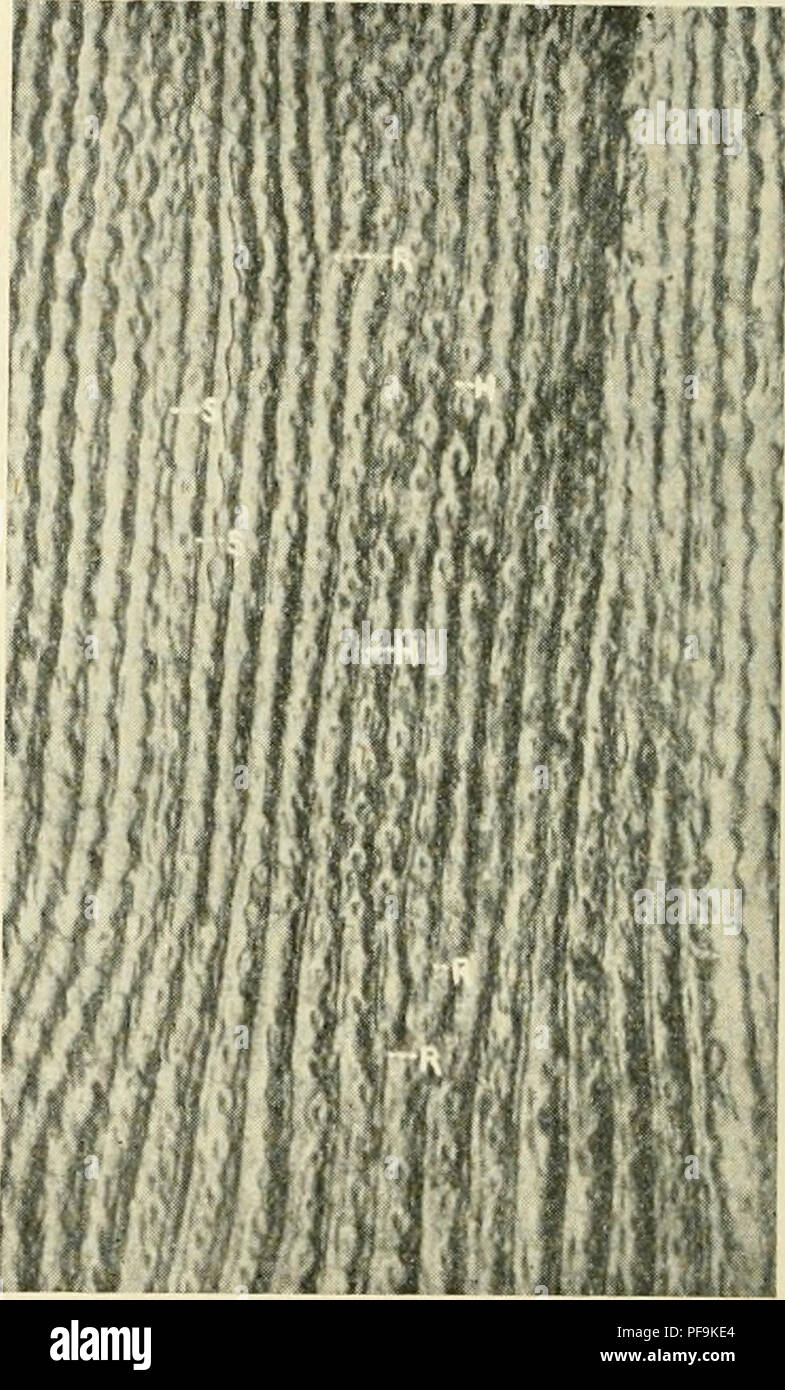 This study examines the origins of cormophytes during the Devonian ...