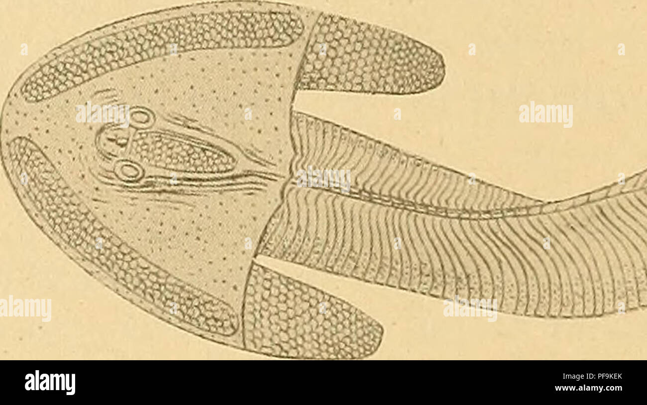 Pteraspis High Resolution Stock Photography and Images - Alamy