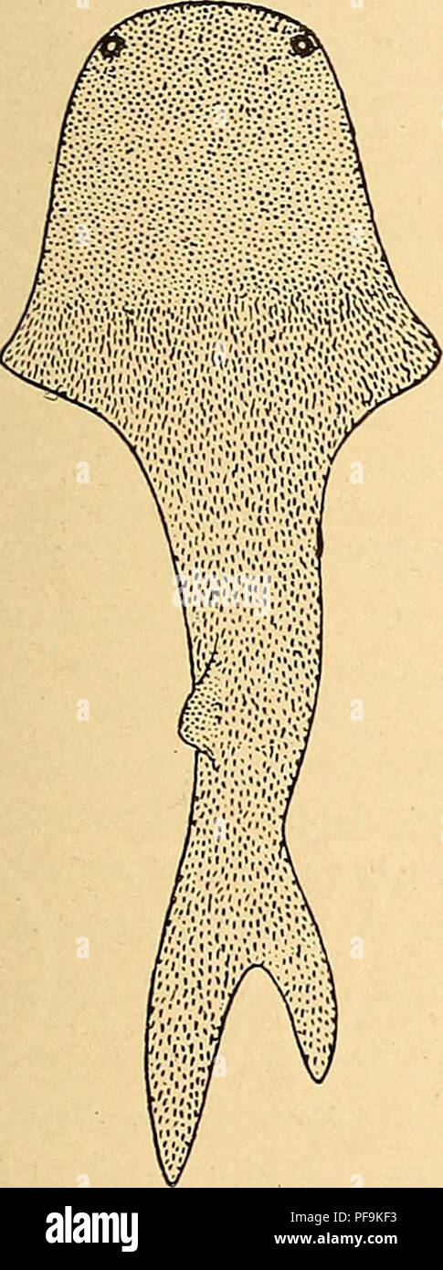This study of Devonian fishes from Iowa focuses on the fossilized ...