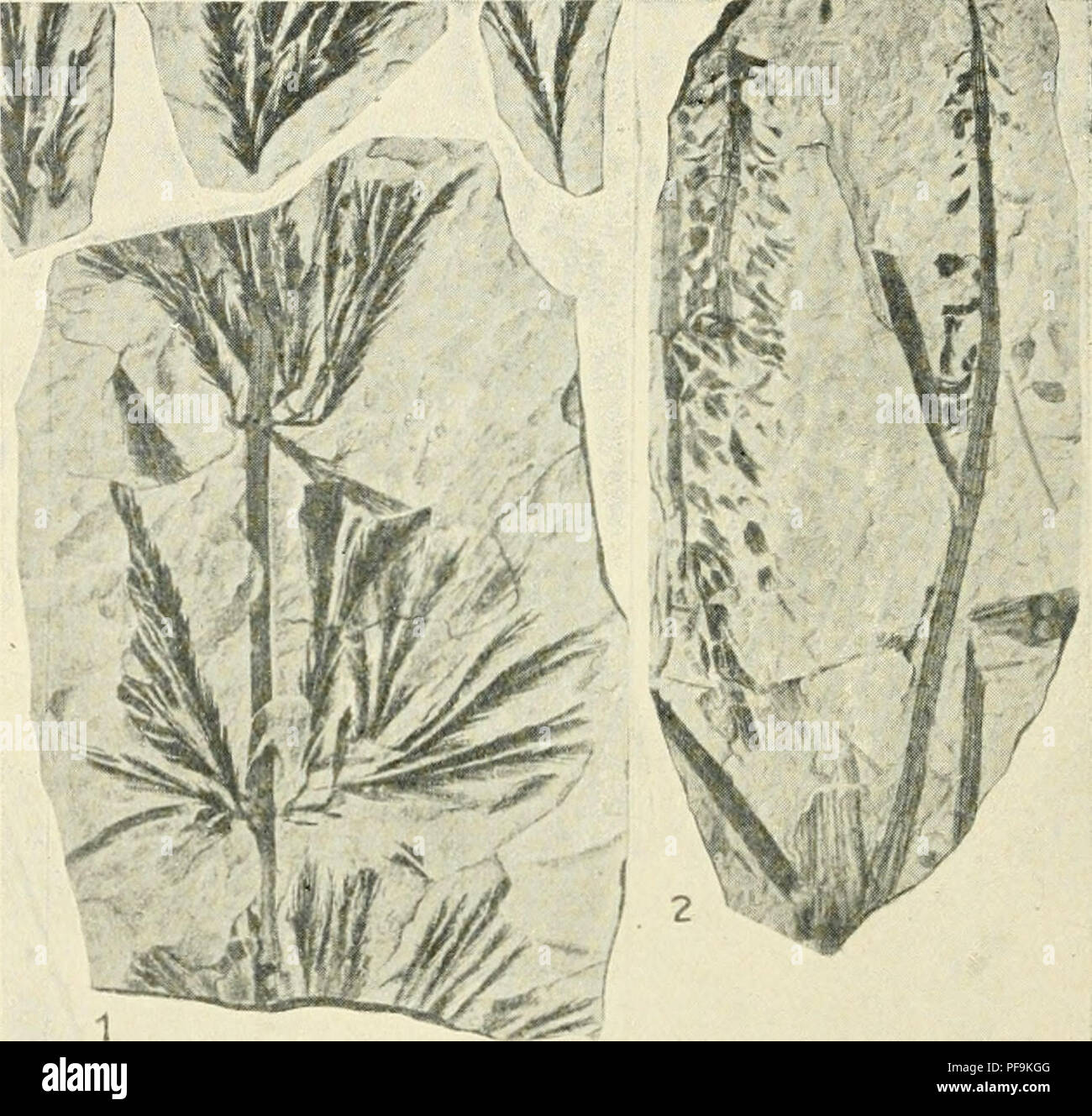 This study explores the origin of Cormophyta during the Devonian period ...