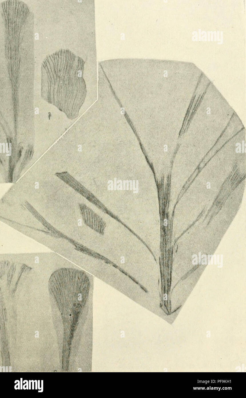 Study of Devonian plant fossils, focusing on Psygmophyllum koldervii ...