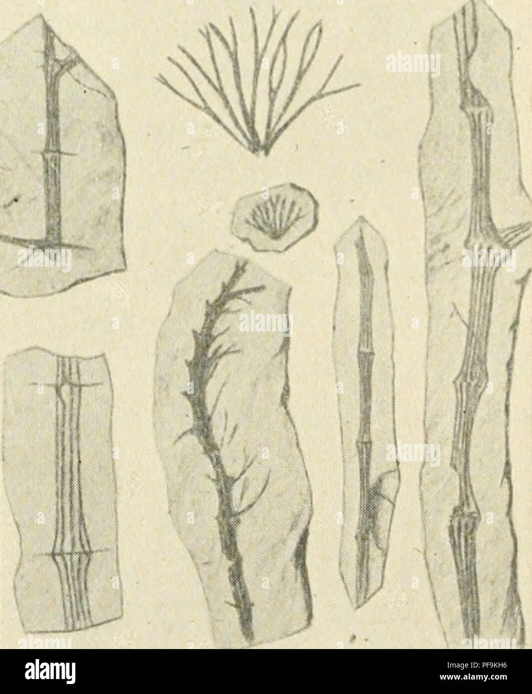 This study focuses on the development of the Archaeopteris flora in the ...