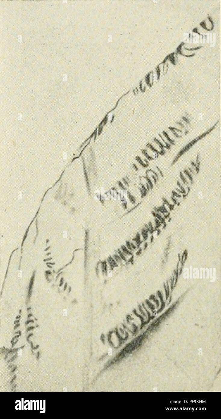This study focuses on the Devonian floras, examining the early ...