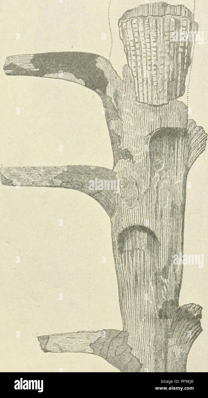 This study explores the early origins of Cormophyta during the Devonian ...