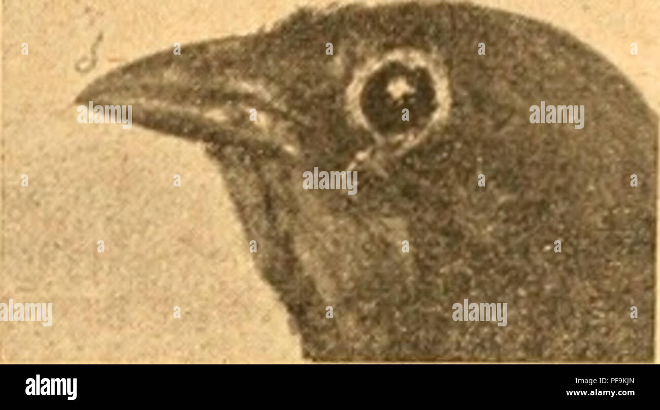 Dan bunting hi-res stock photography and images - Alamy