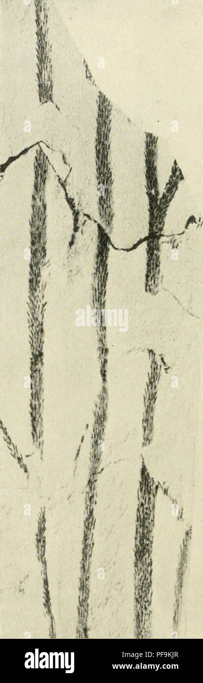 Psilophyton High Resolution Stock Photography and Images - Alamy