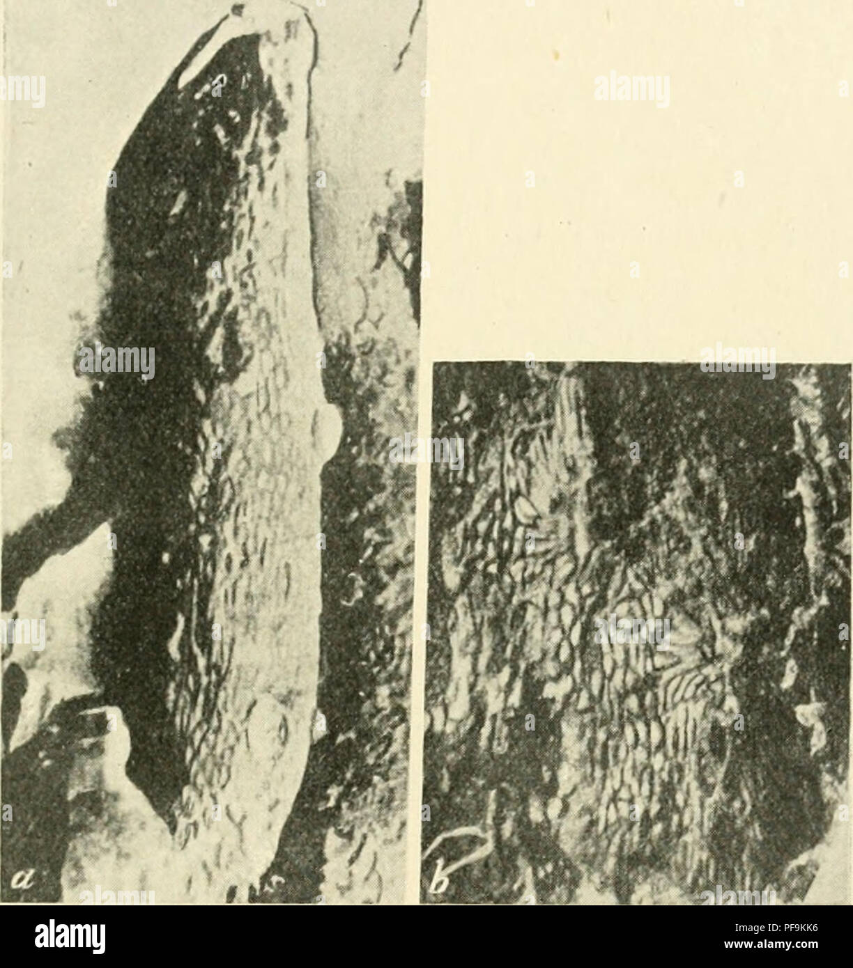 This study investigates the origin of Cormophyta during the Devonian ...